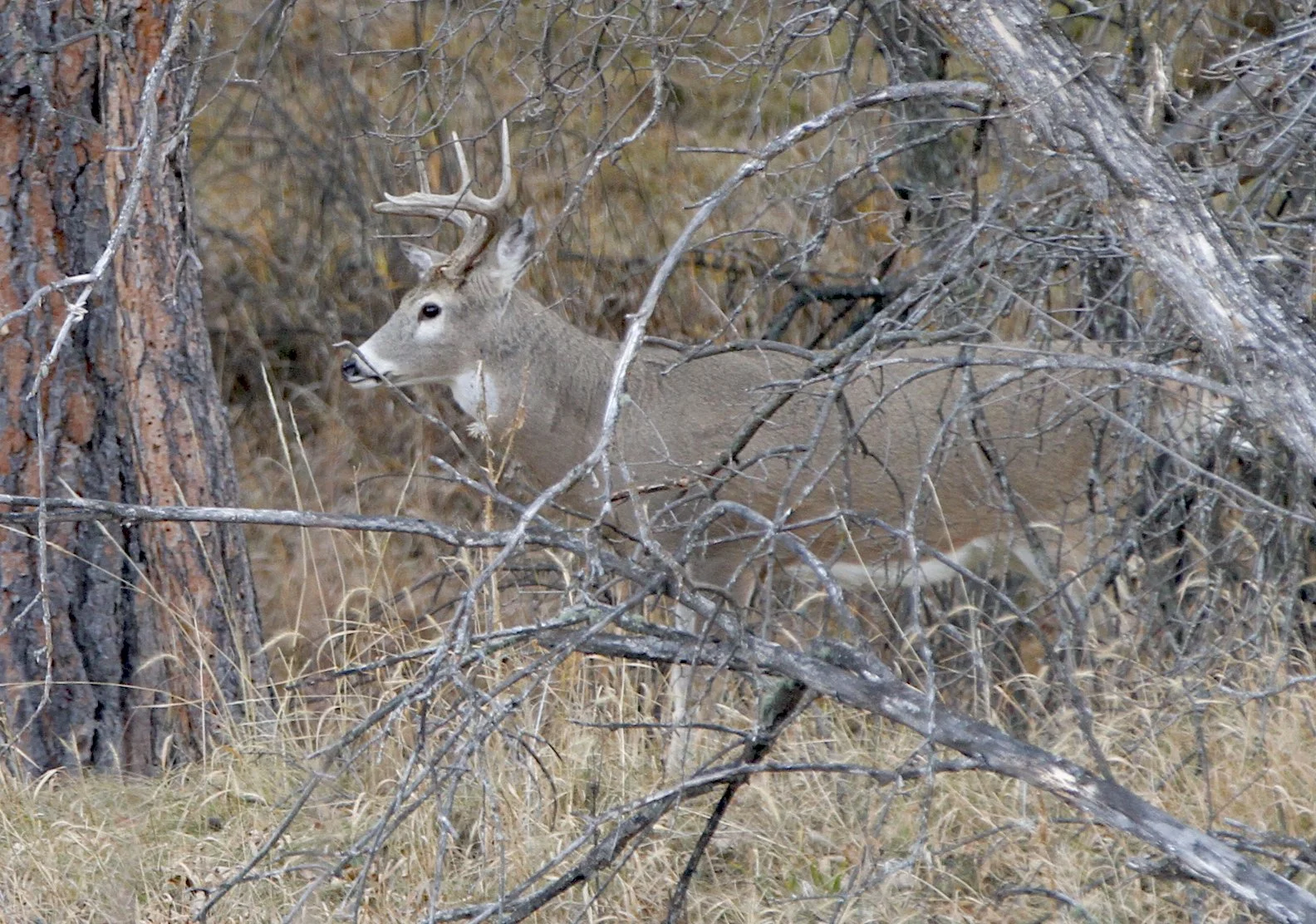 Best 30-30 Zero Range for Deer Hunting — Ron Spomer Outdoors
