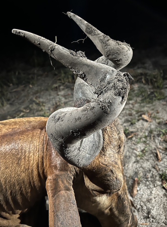 Hammer Bullet Performance in Africa — Ron Spomer Outdoors
