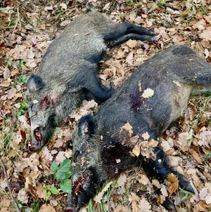 Best Calibers for Driven Wild Boar Hunts — Ron Spomer Outdoors