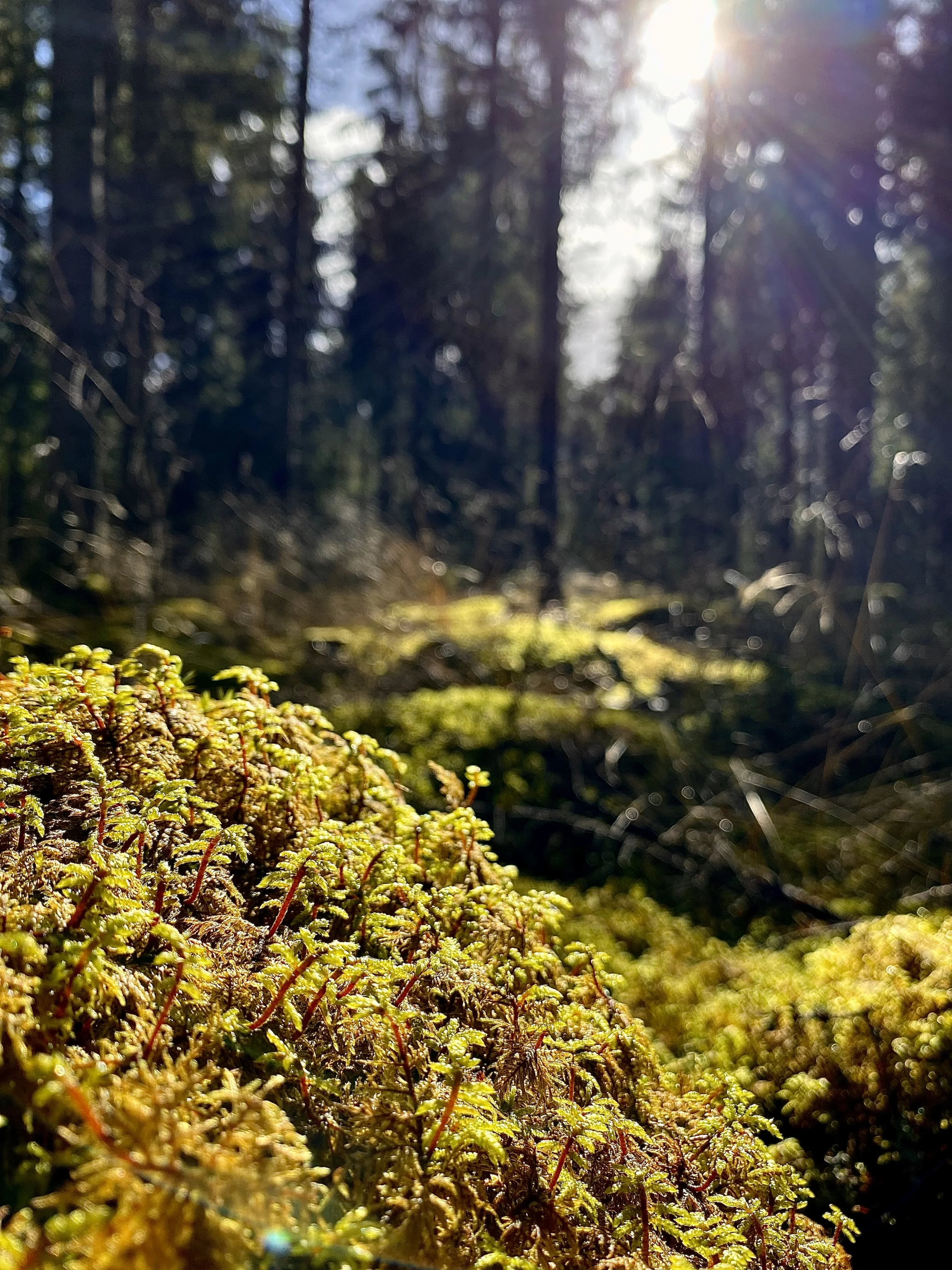 Six Ways to Improve Your Stalking — Ron Spomer Outdoors