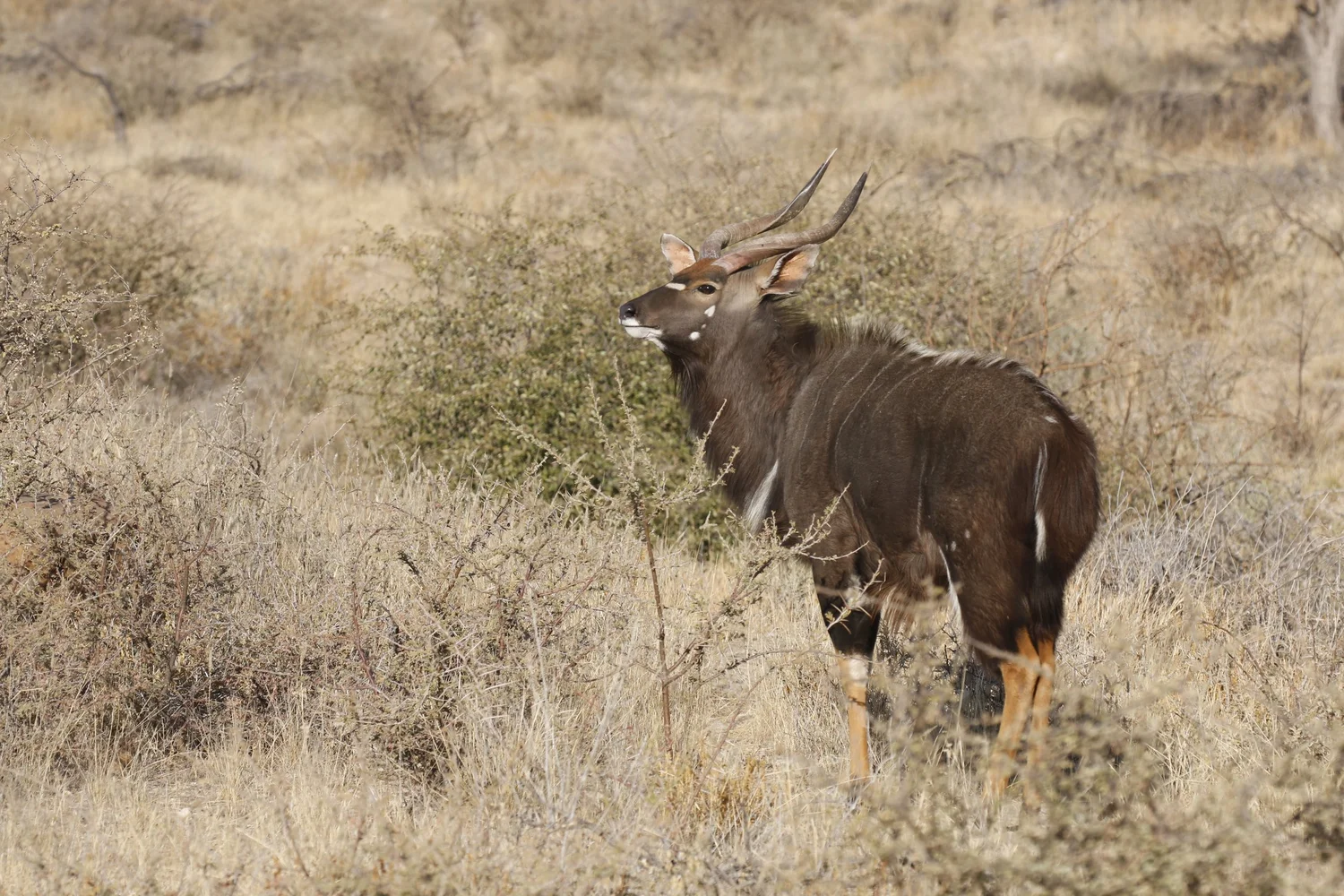 Hunting Africa in the 1980s: Oryx and Nyala (Part 3) — Ron Spomer Outdoors