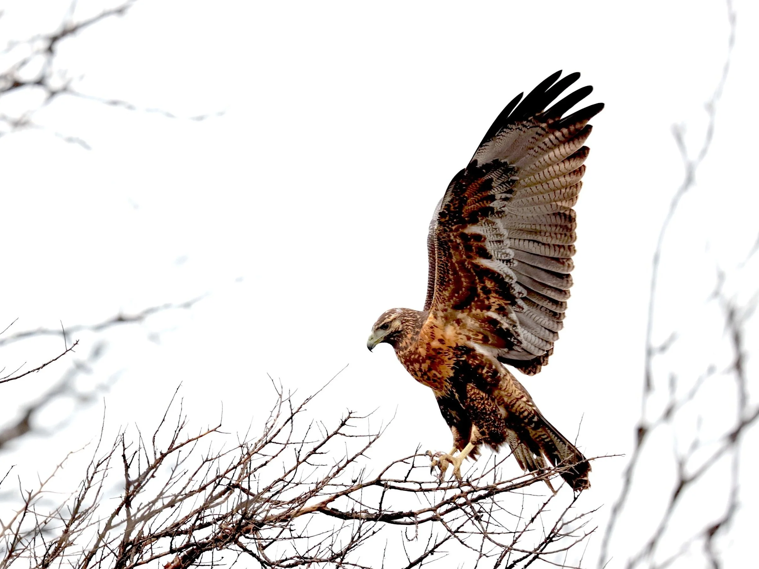 How to Bird Hunt — Ron Spomer Outdoors