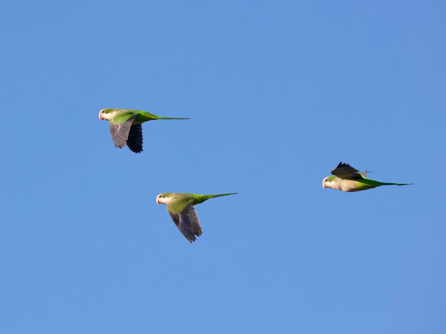 How to Bird Hunt — Ron Spomer Outdoors