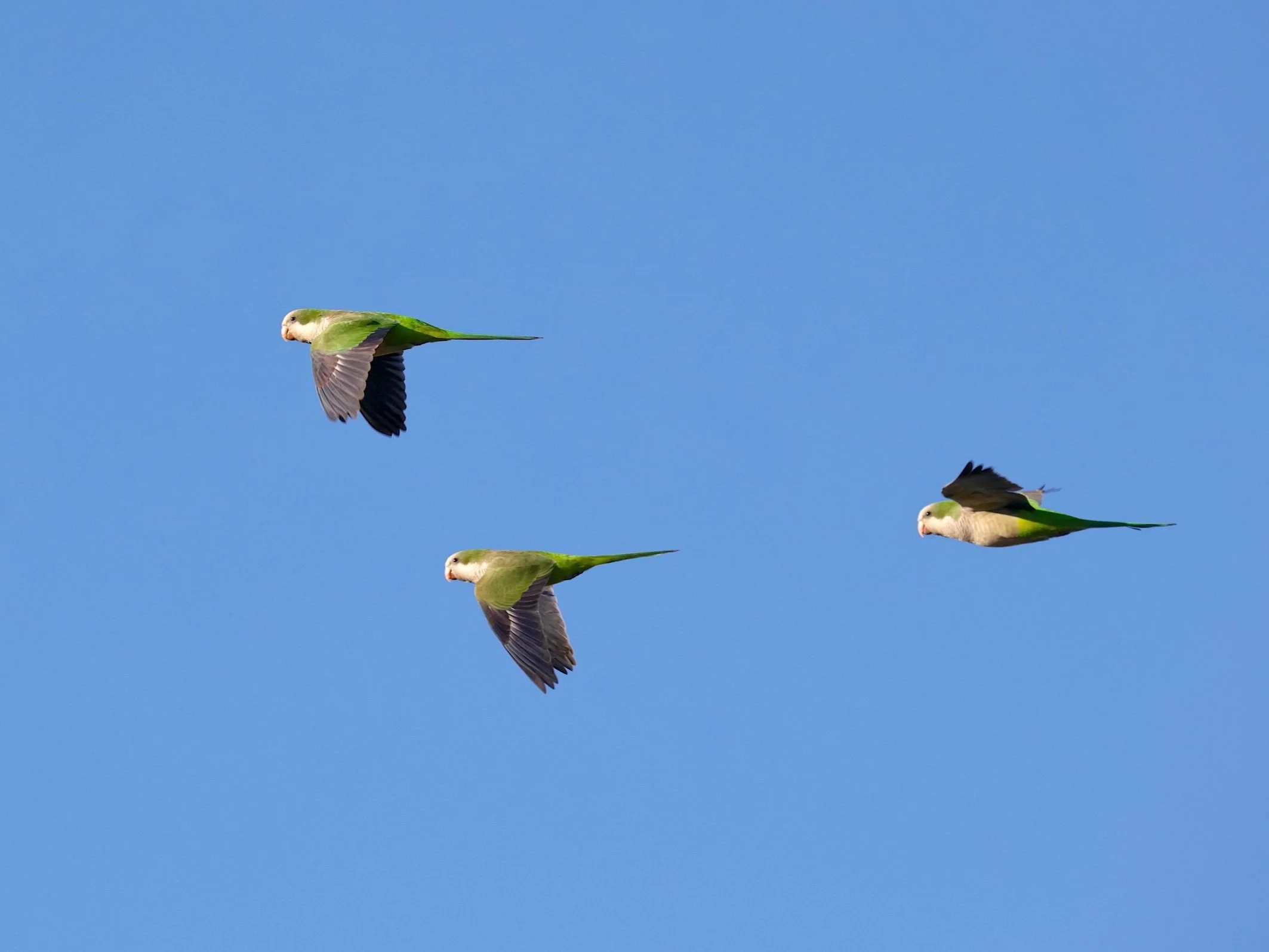 How to Bird Hunt — Ron Spomer Outdoors