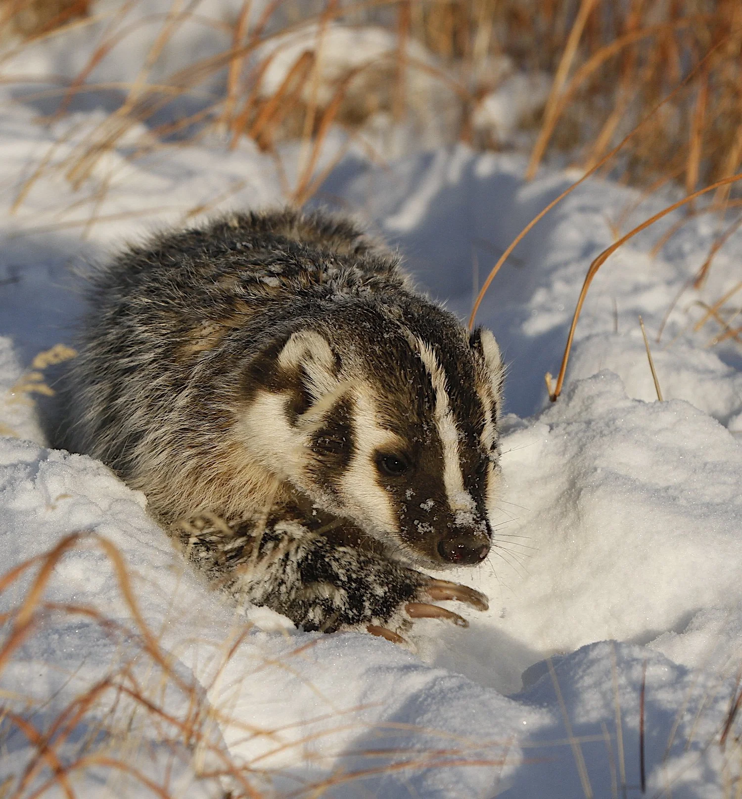 The Badger Is Part “Goodger” — Ron Spomer Outdoors