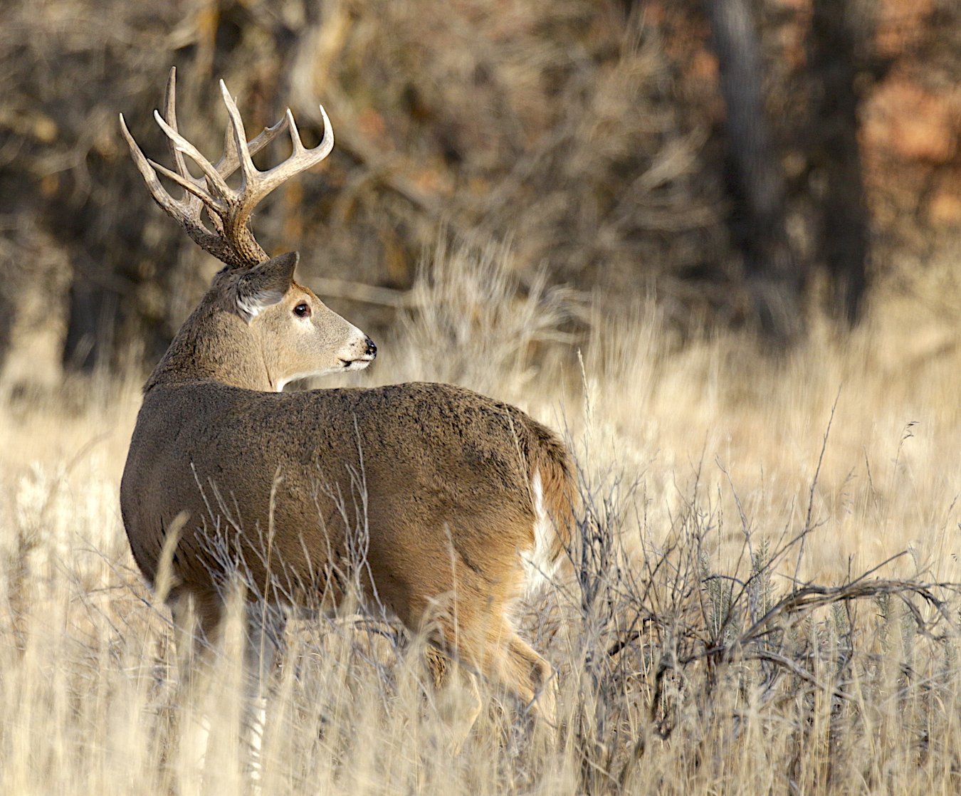 Best 30-30 Zero Range for Deer Hunting — Ron Spomer Outdoors