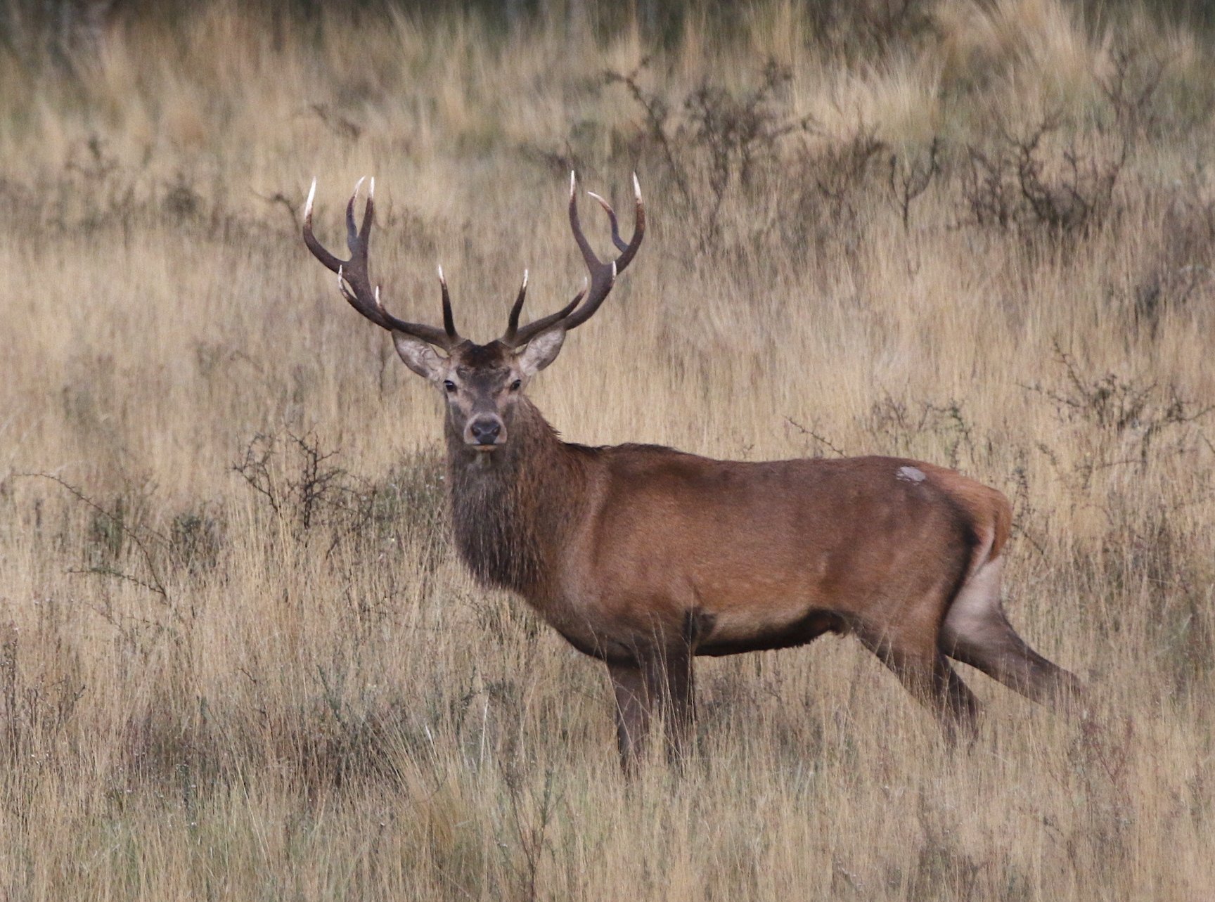 6.5x57mm Mauser — Ron Spomer Outdoors