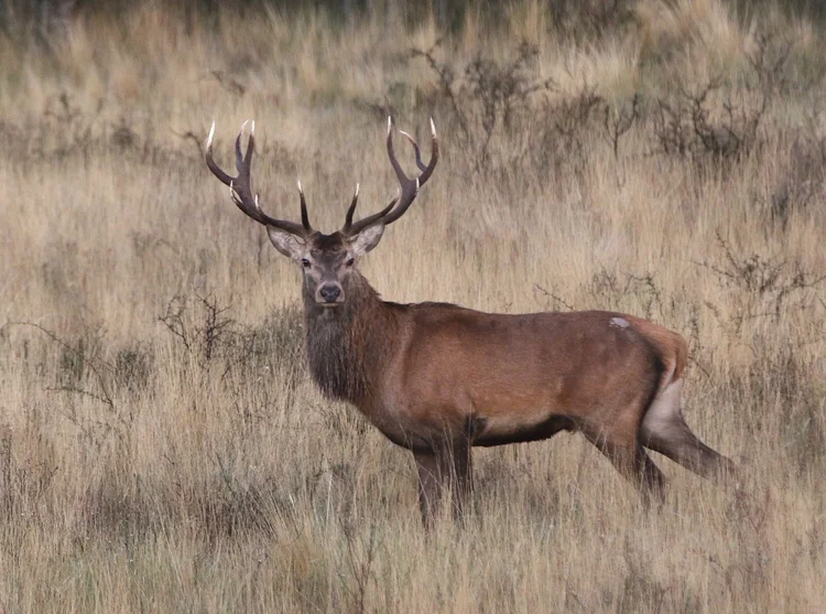 6.5x57mm Mauser — Ron Spomer Outdoors