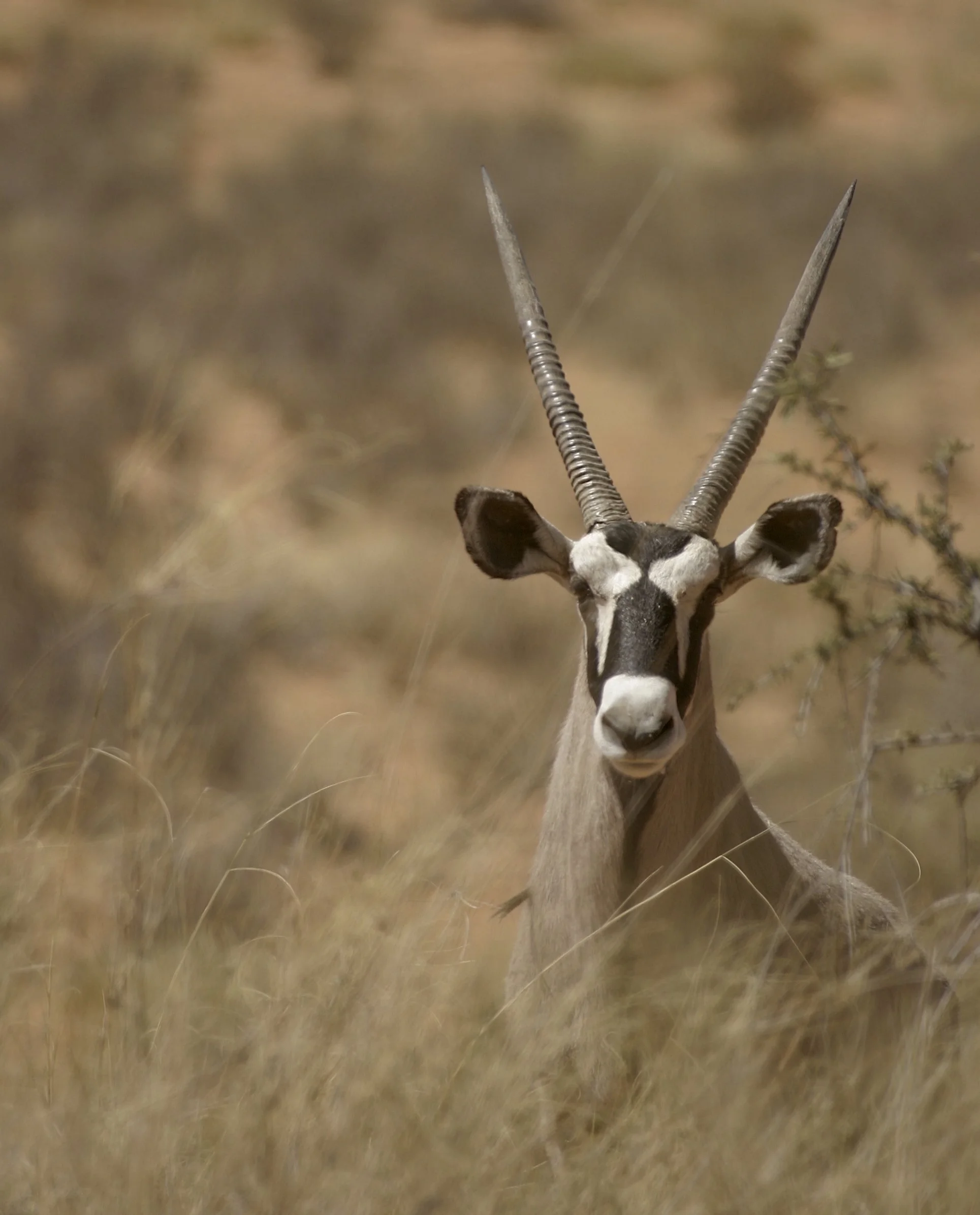 Hunting Africa in the 1980s: Oryx and Nyala (Part 3) — Ron Spomer Outdoors