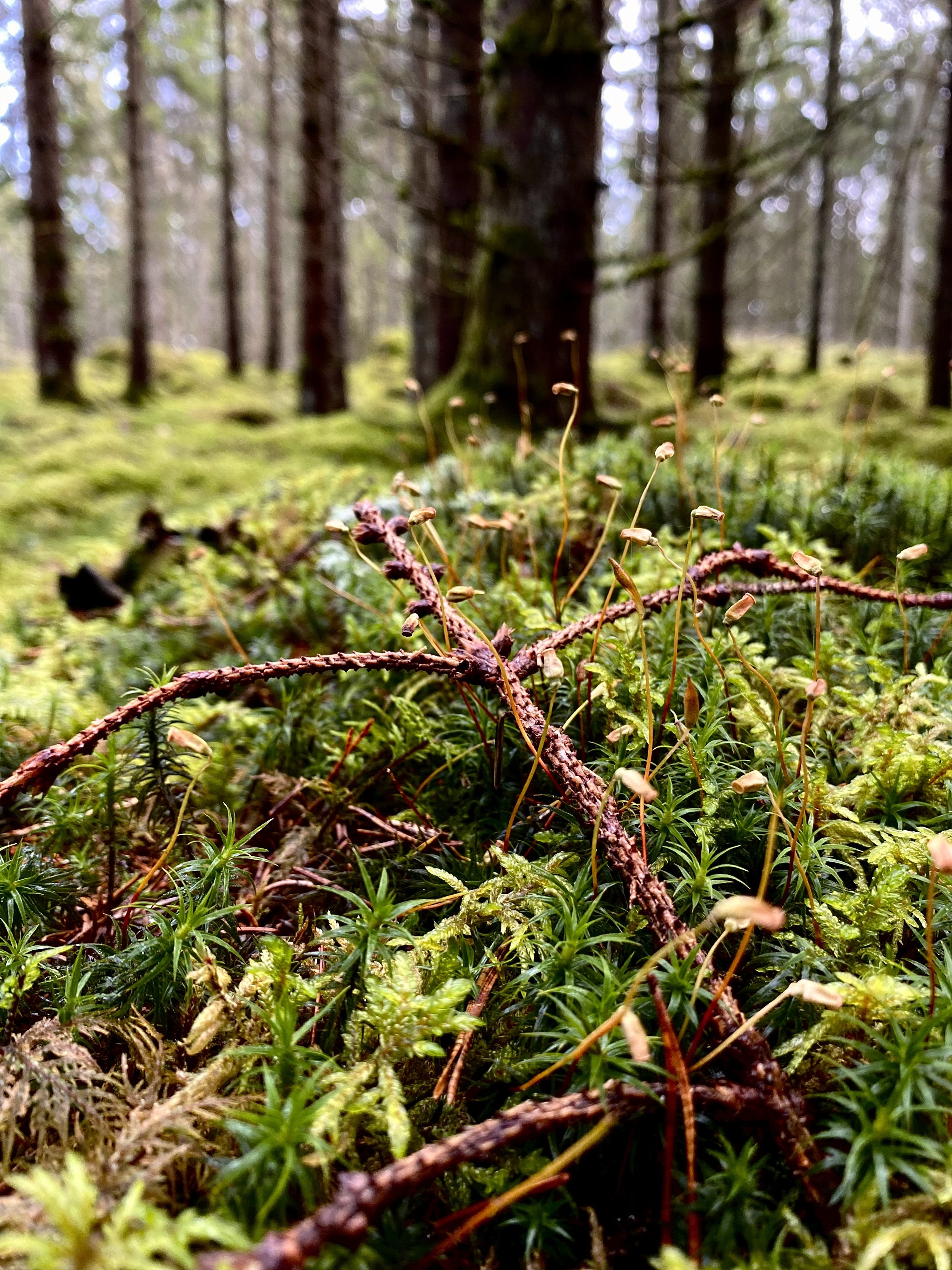Six Ways to Improve Your Stalking — Ron Spomer Outdoors Six Ways to Improve Your Stalking — Ron Spomer Outdoors
