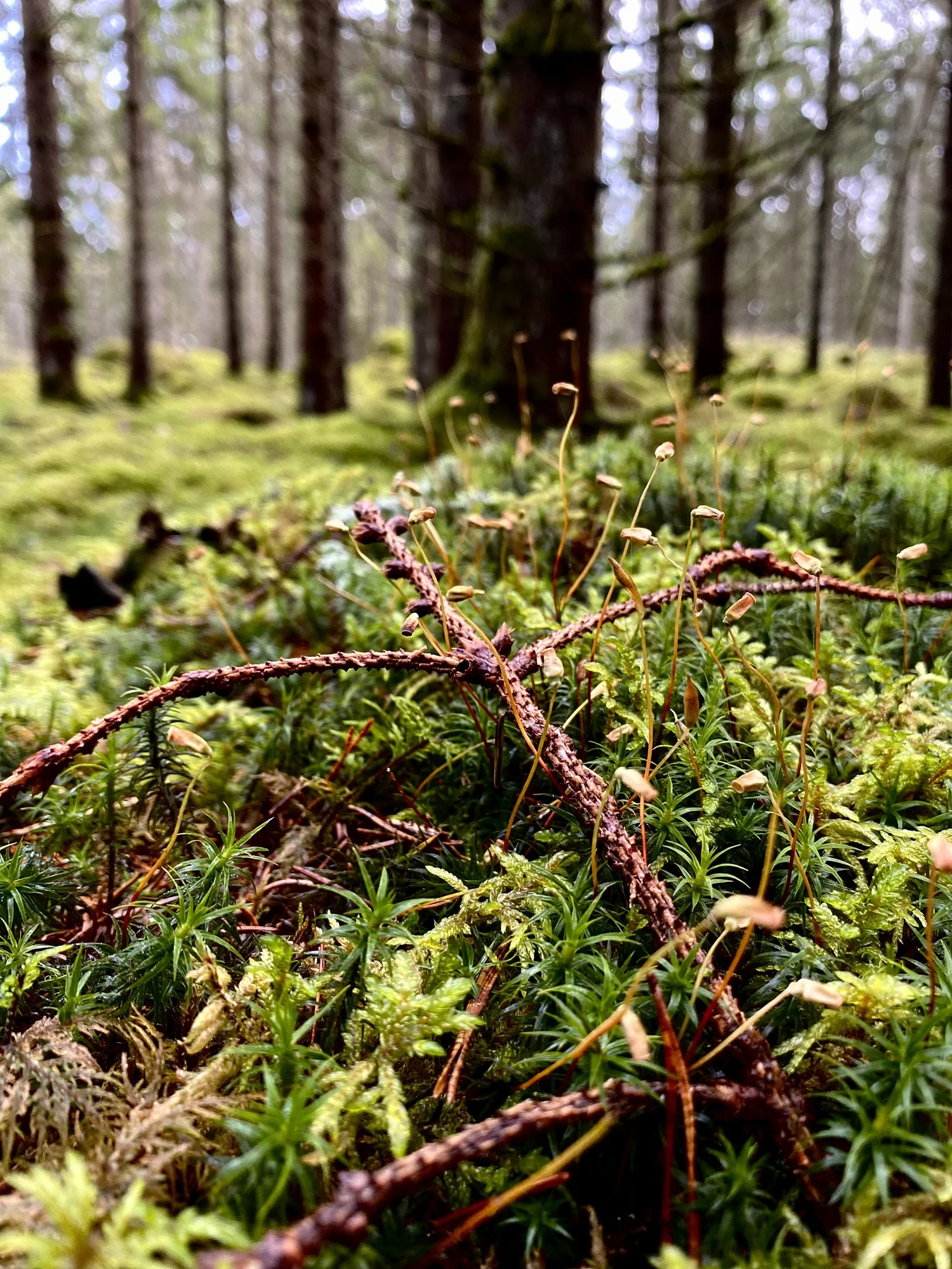 Six Ways to Improve Your Stalking — Ron Spomer Outdoors