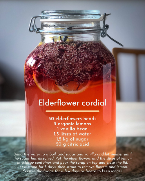 elderflower cordial — Life of a gardenista