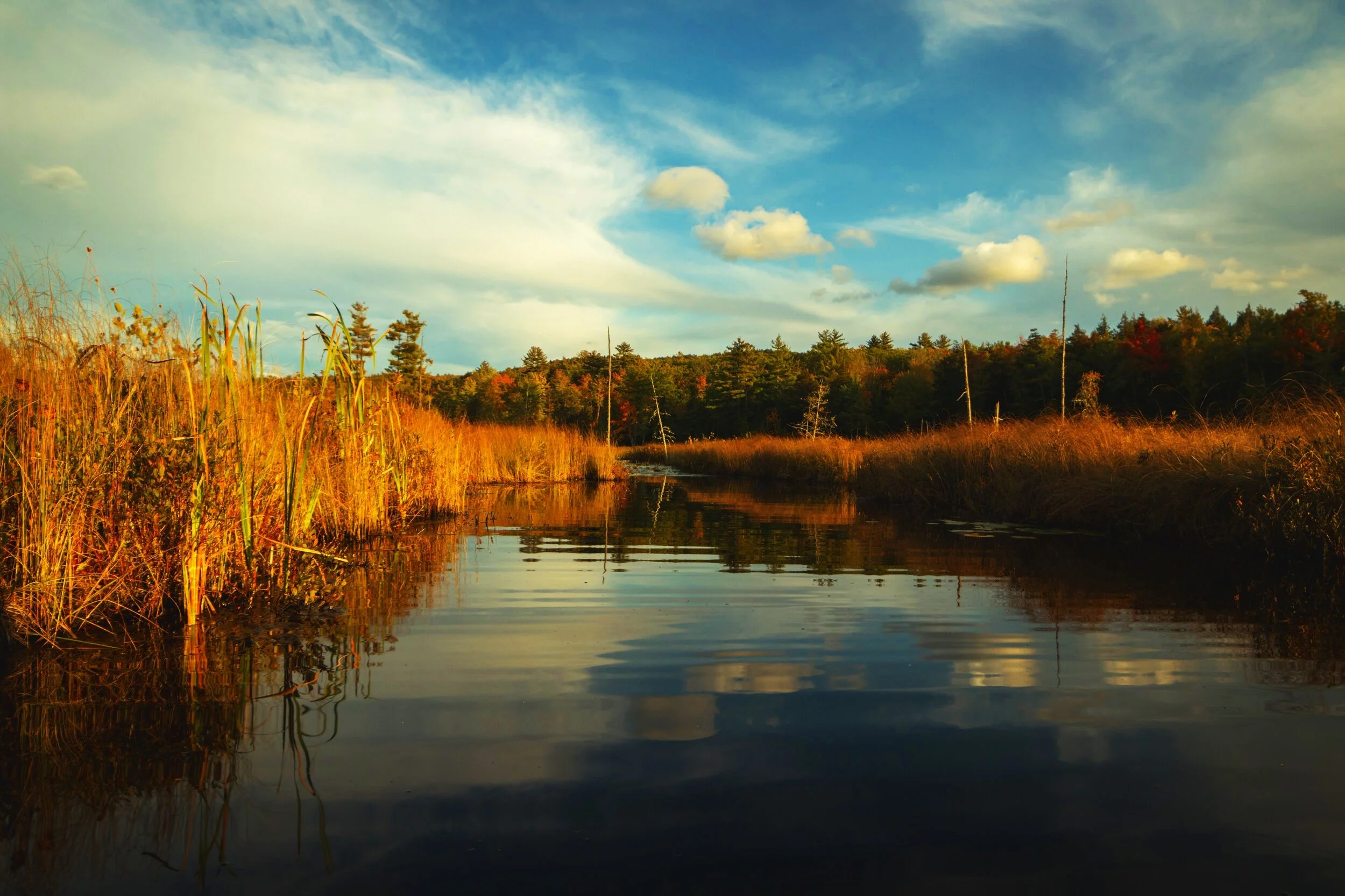 Menu — Black Bog Farm