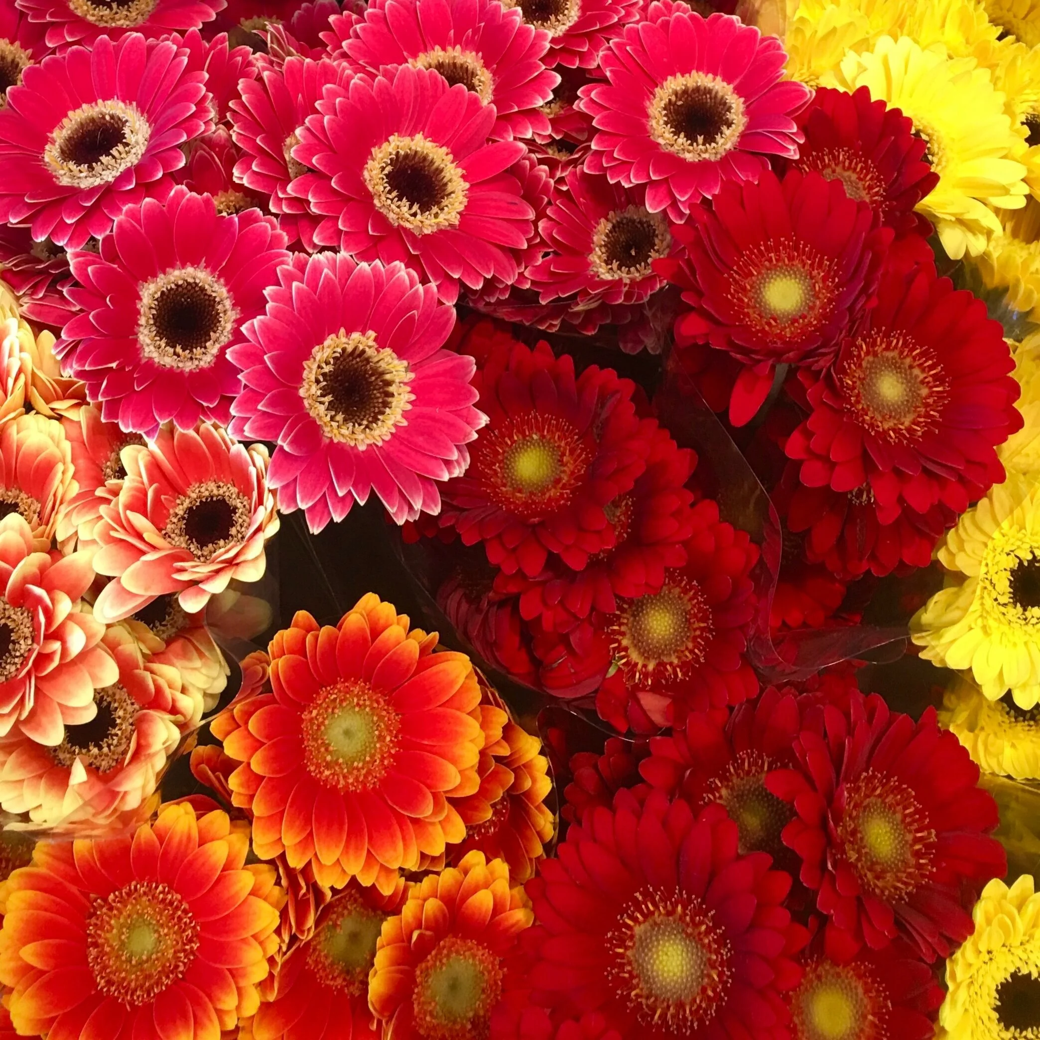 Fresh Cut Flowers — Direct Flowers