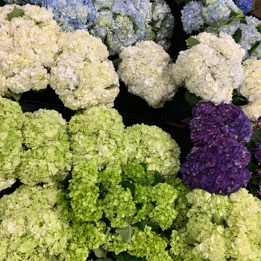 Fresh Cut Flowers — Direct Flowers