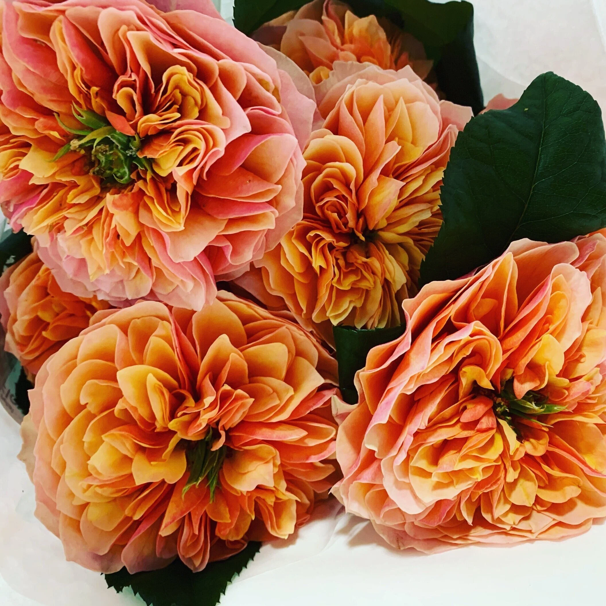 Fresh Cut Flowers — Direct Flowers