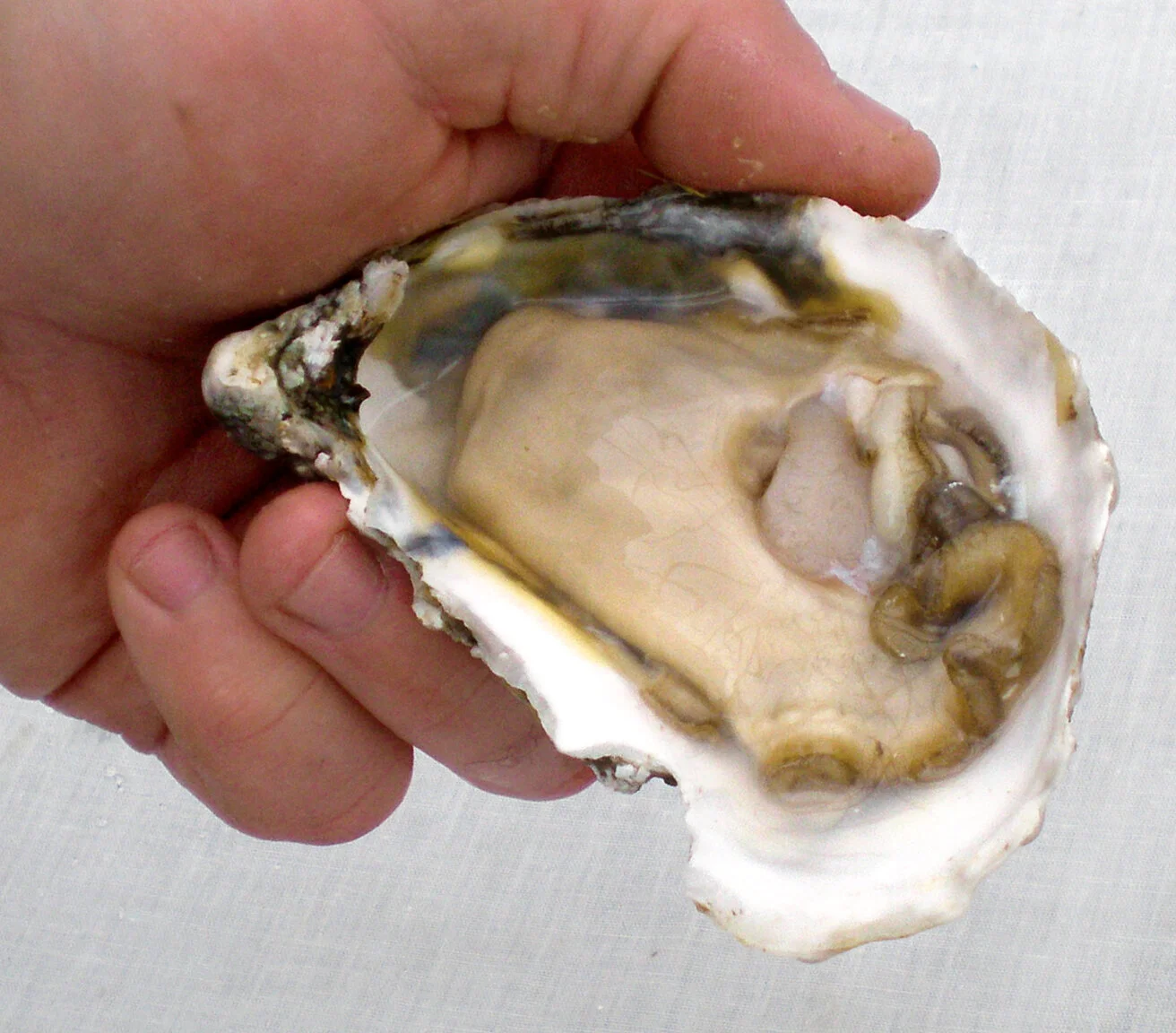 Enjoy Oysters - how to shuck, how to store oysters — The Choptank ...