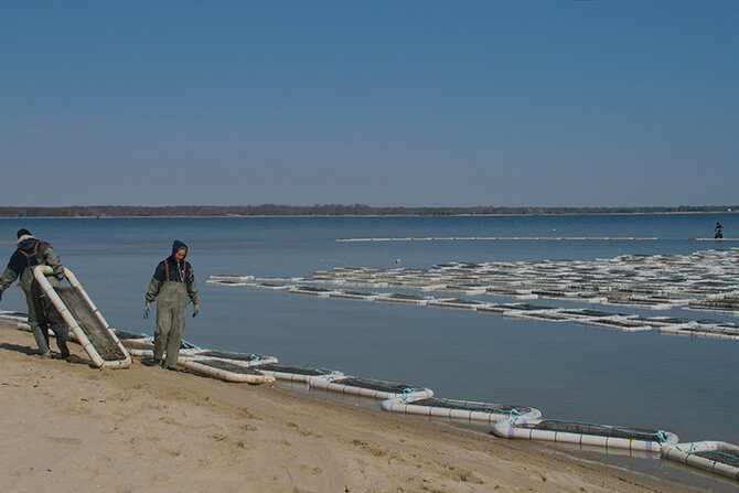 The Choptank Oyster Company