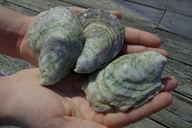 The Choptank Oyster Company
