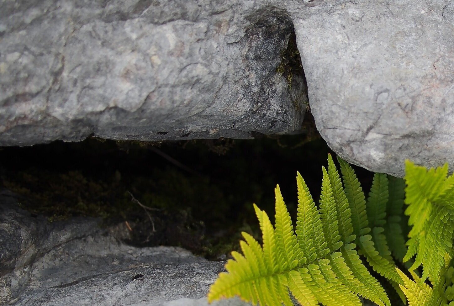 Our Mission - Fern Leaf ABA, LLC - Behavior Consulting