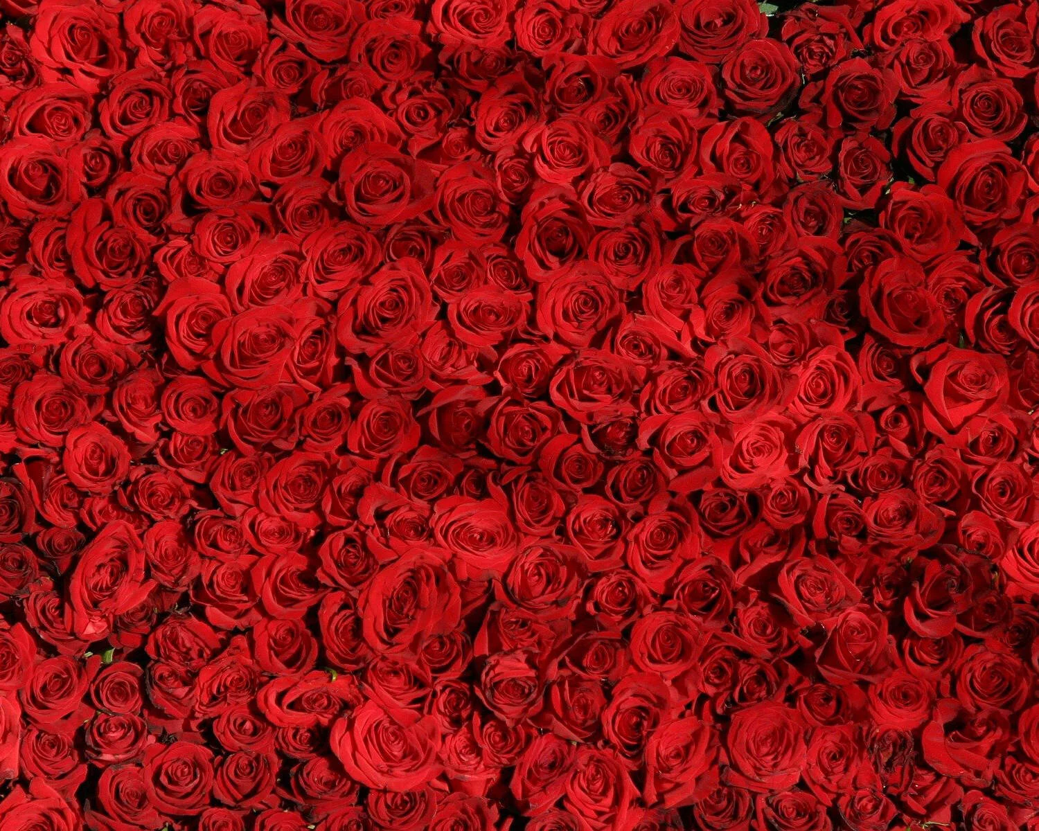 A Shower of Roses — Beyond These Stone Walls