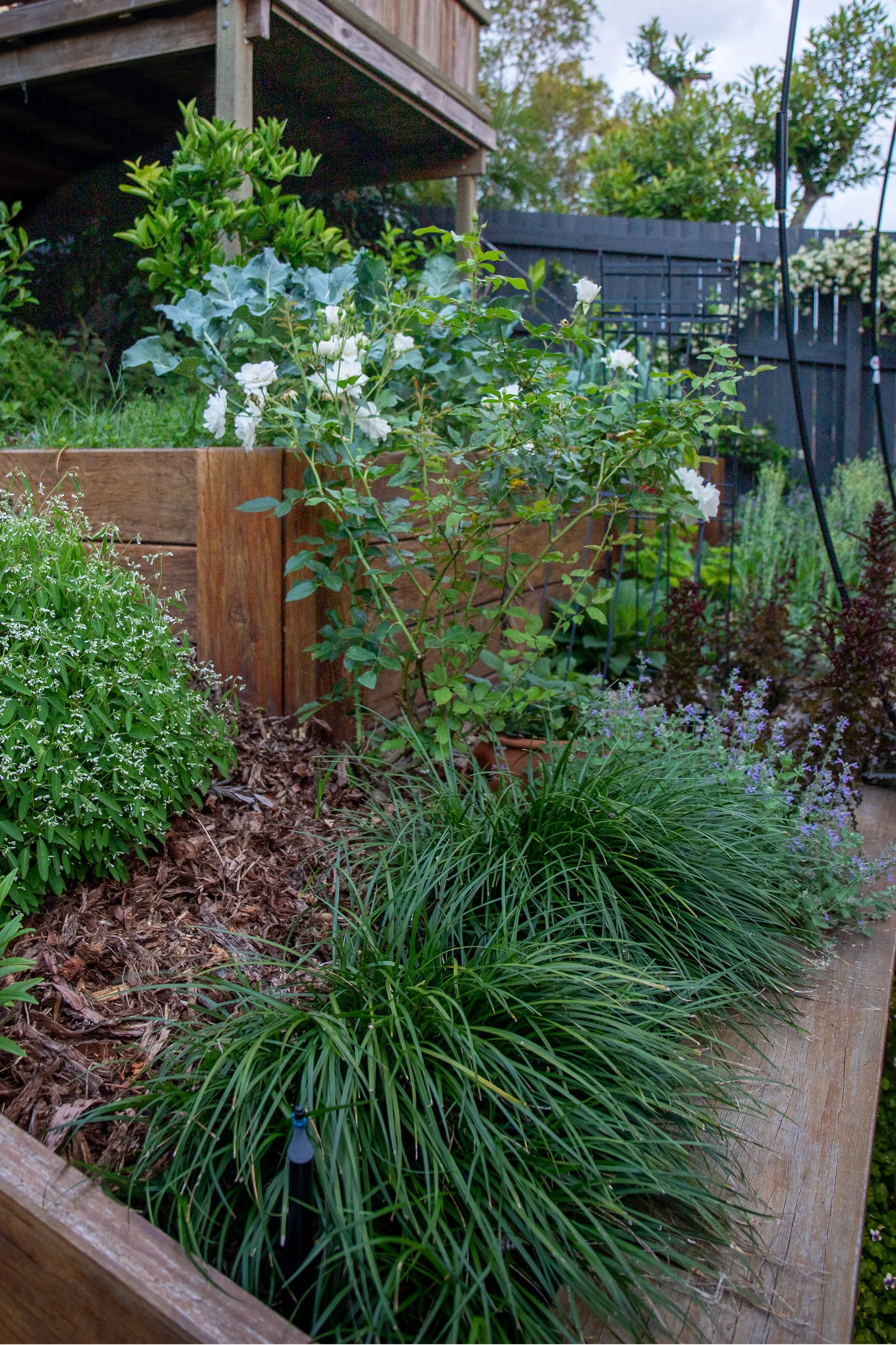 Carmel Malone Landscape Design — Edible garden - Sunnybank