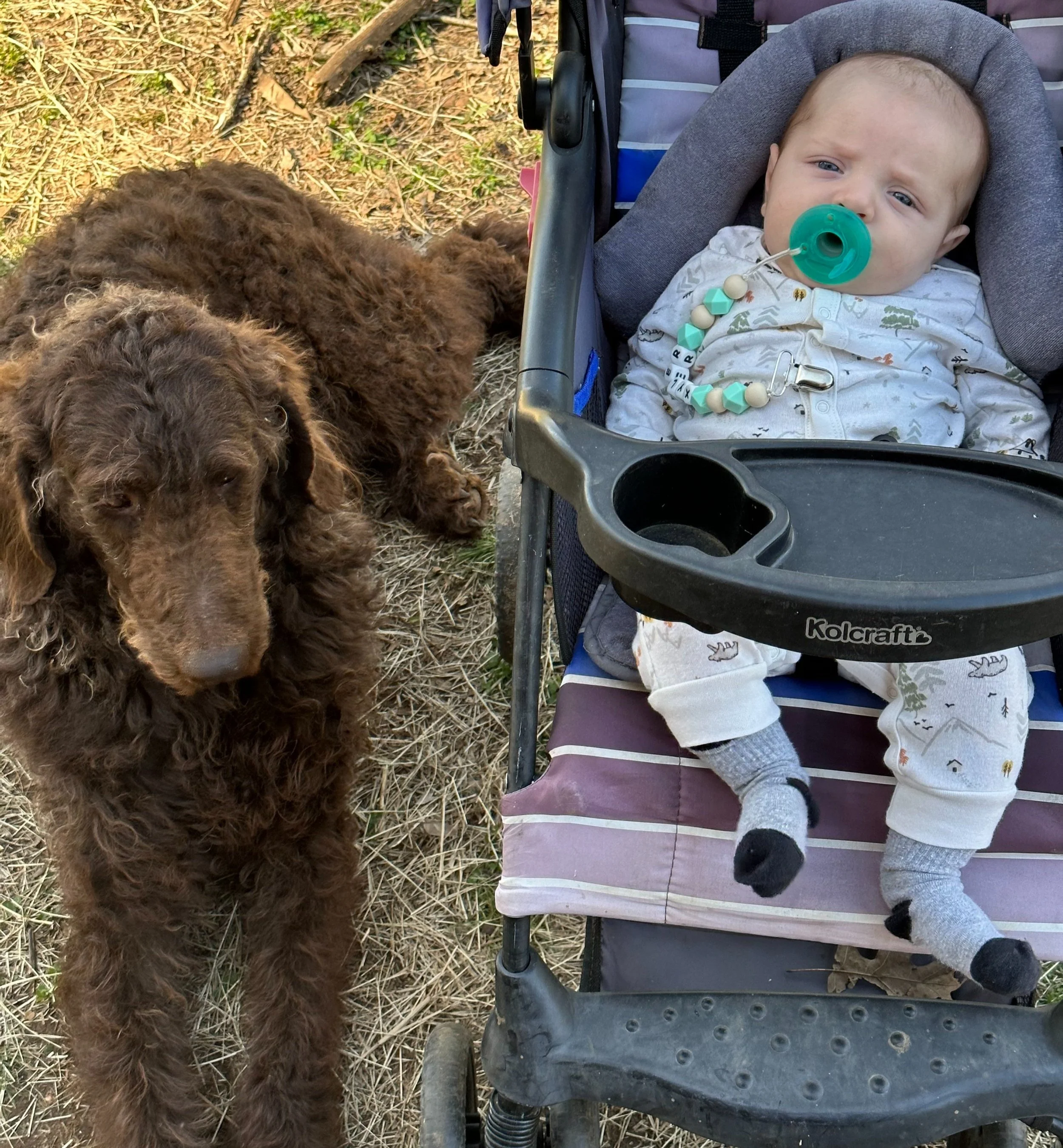 Farmyard Doodles — Morris Farmyard