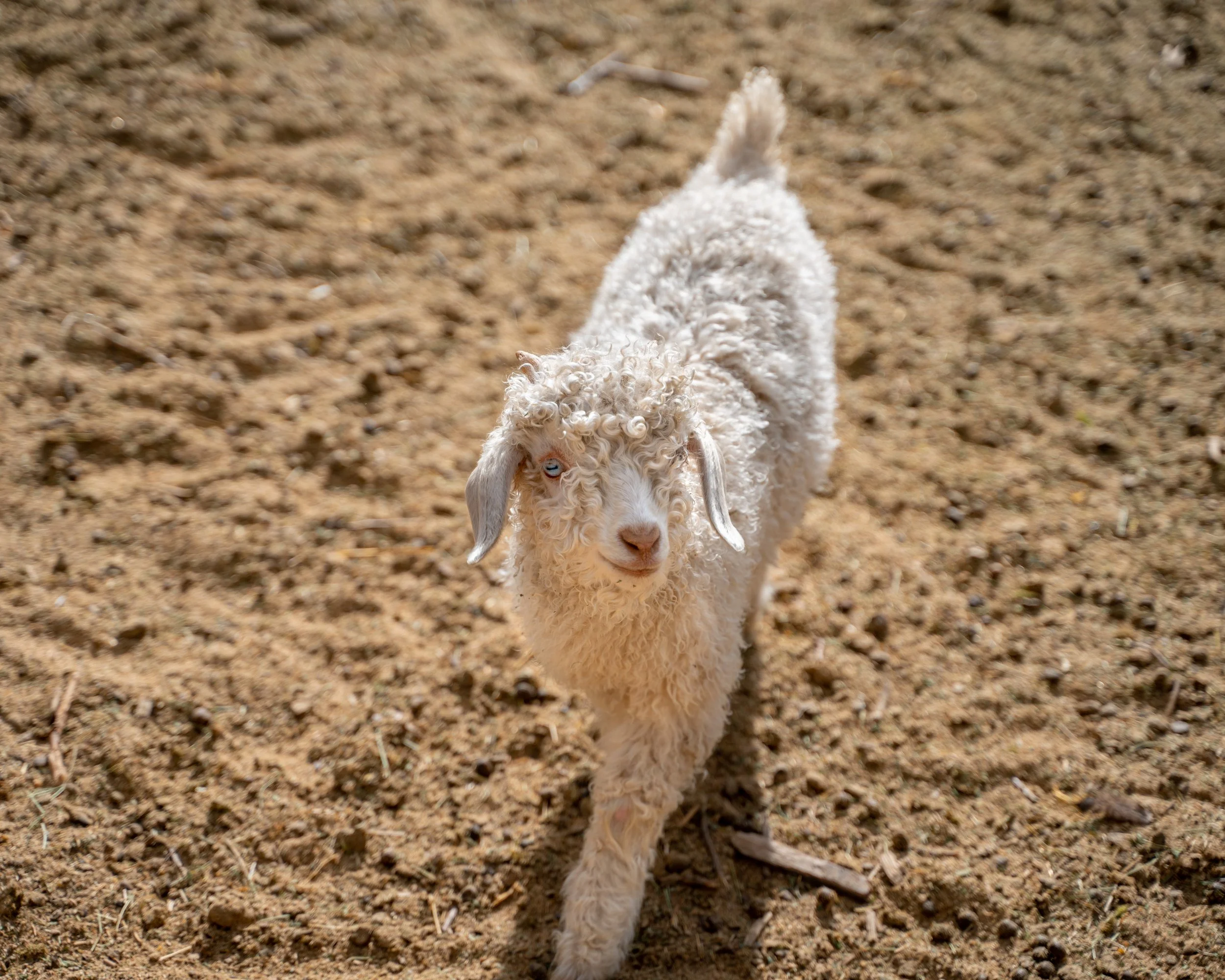 Baby farm animals flourish among florals and trees at this lush ...