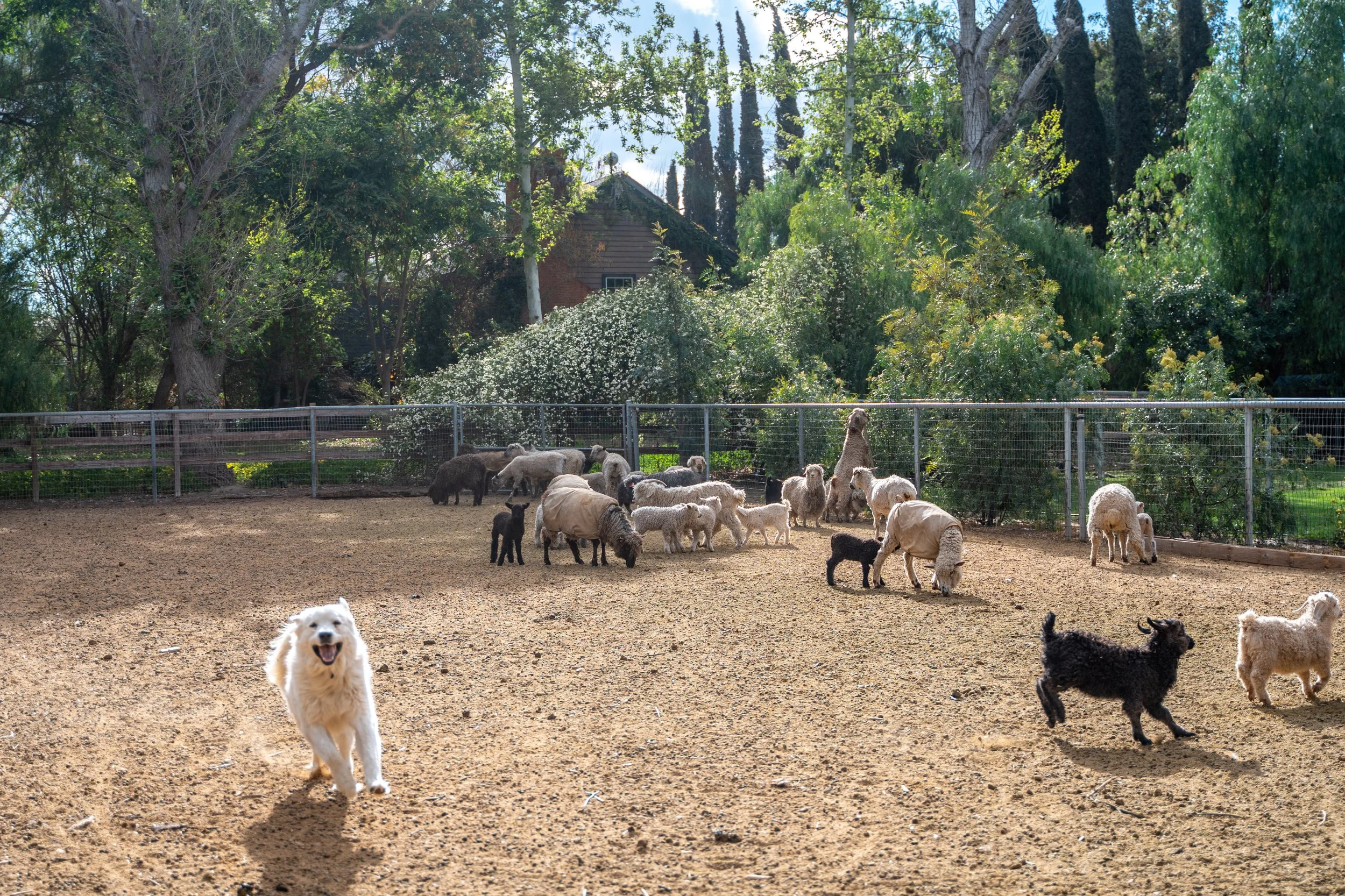 Baby farm animals flourish among florals and trees at this lush ...