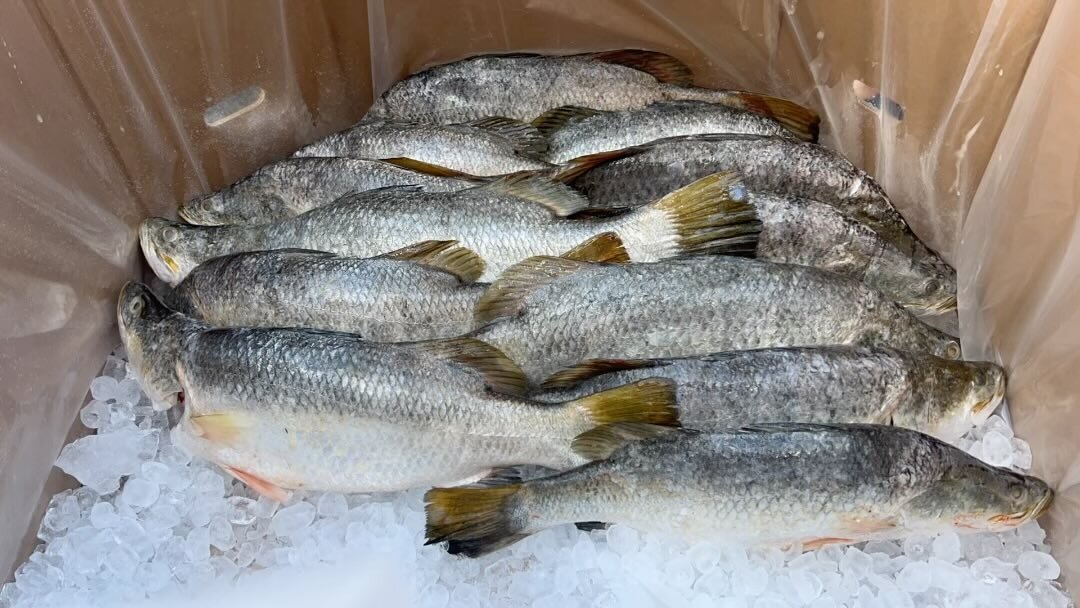 Innisfail Seafood - Fish And Chips | Seafood Restaurant Queensland