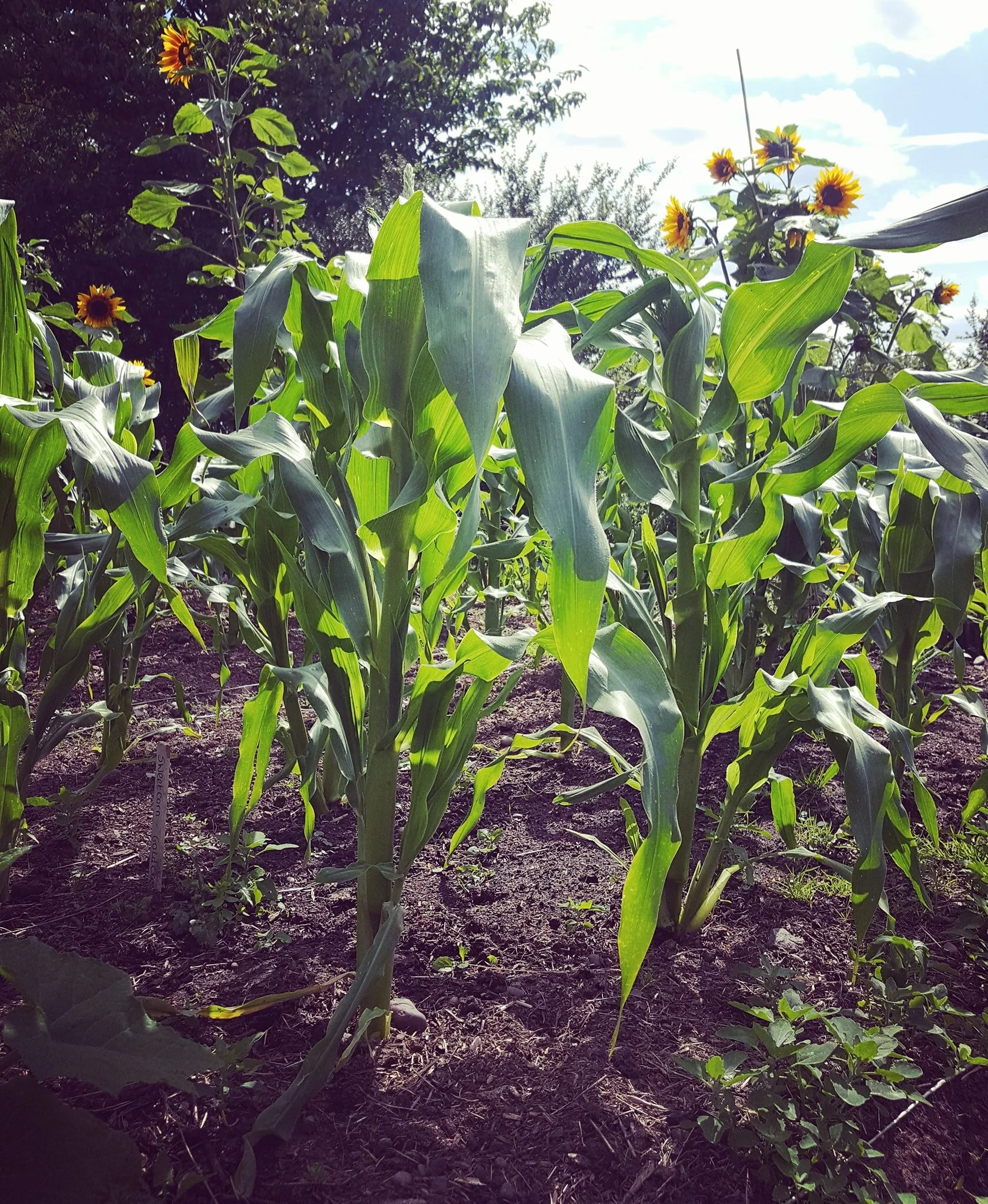 Bulwell Forest Garden