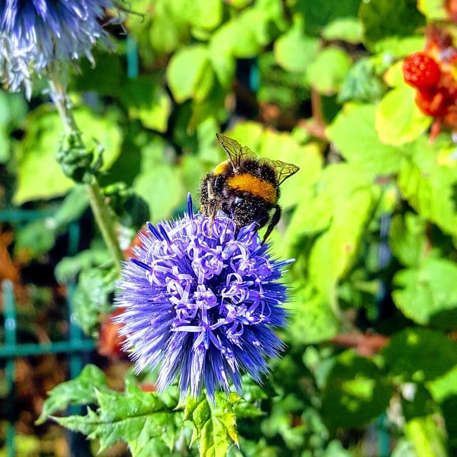 Bulwell Forest Garden