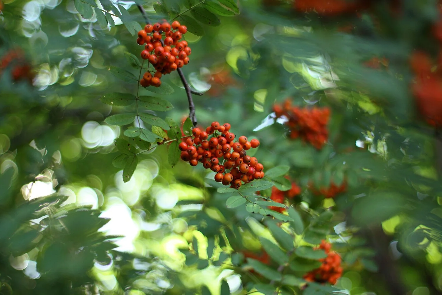 The Folklore and Mythology of the Rowan Tree — The Good Life Society