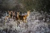 Isabella Tree and the Rewilding Project. — The Good Life Society