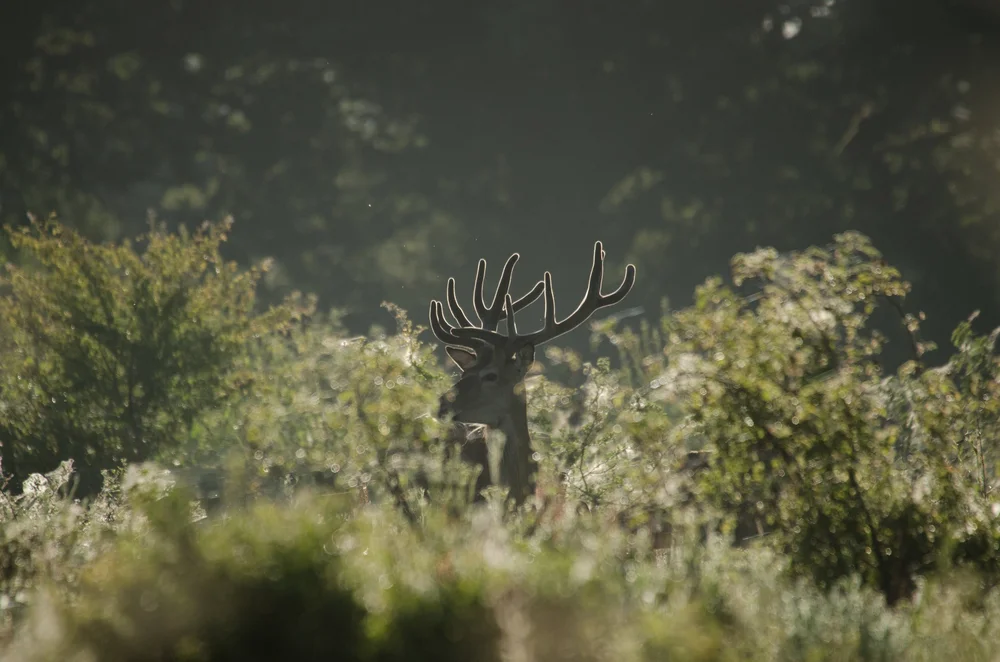 Isabella Tree and the Rewilding Project. — The Good Life Society