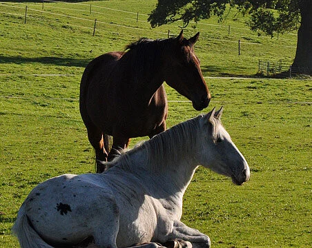 Home — SJ Equestrian Riding Centre