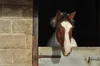Home — SJ Equestrian Riding Centre