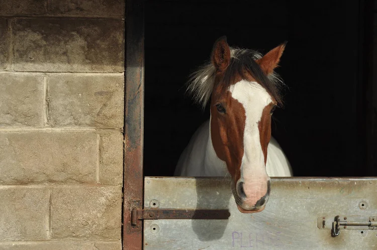 Home — SJ Equestrian Riding Centre