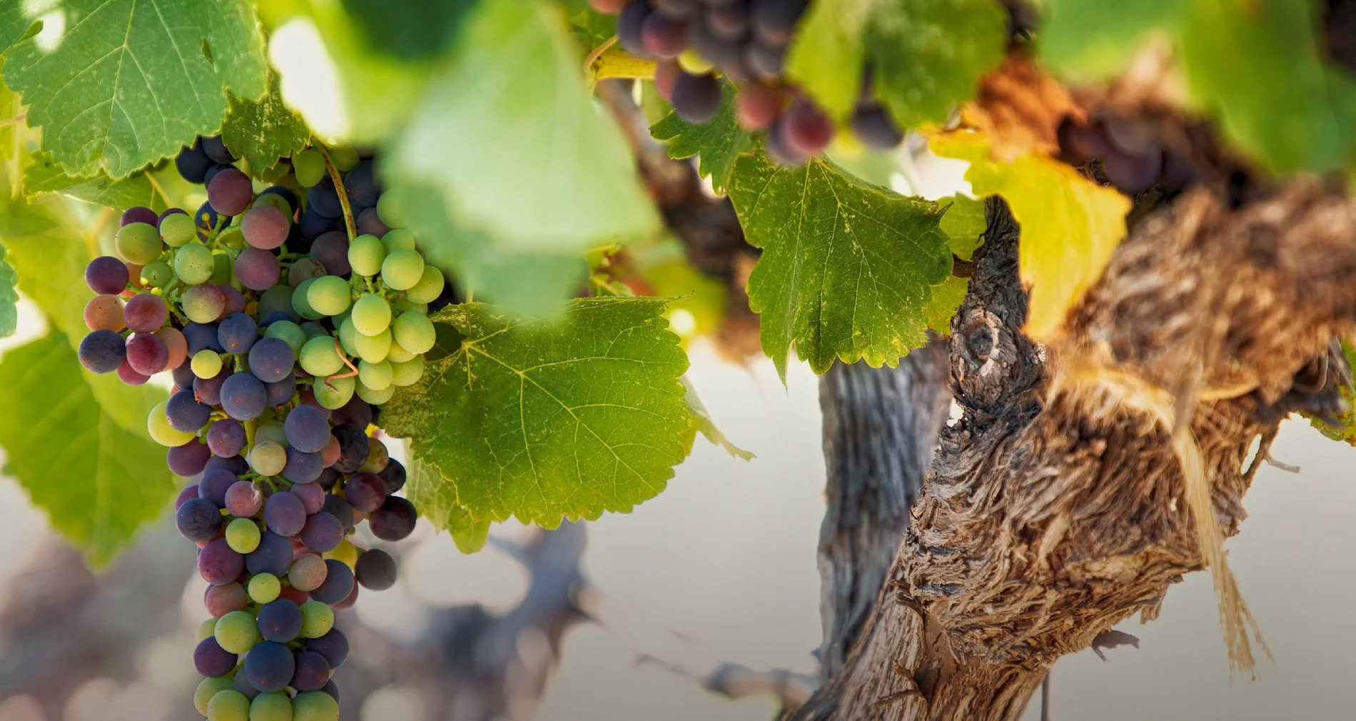 Mountain Wines & Vines — Moon Mountain District Winegrowers Association