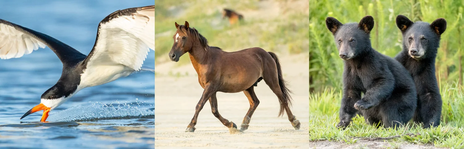 Wildlife of the Outer Banks — Mark Buckler Photography