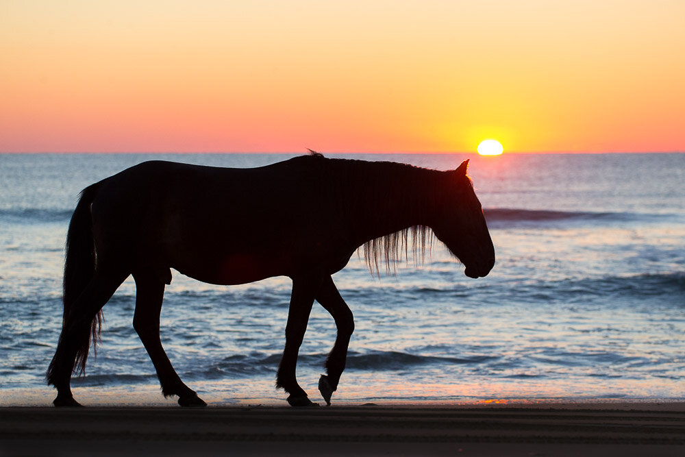 Wild Horses Sunset