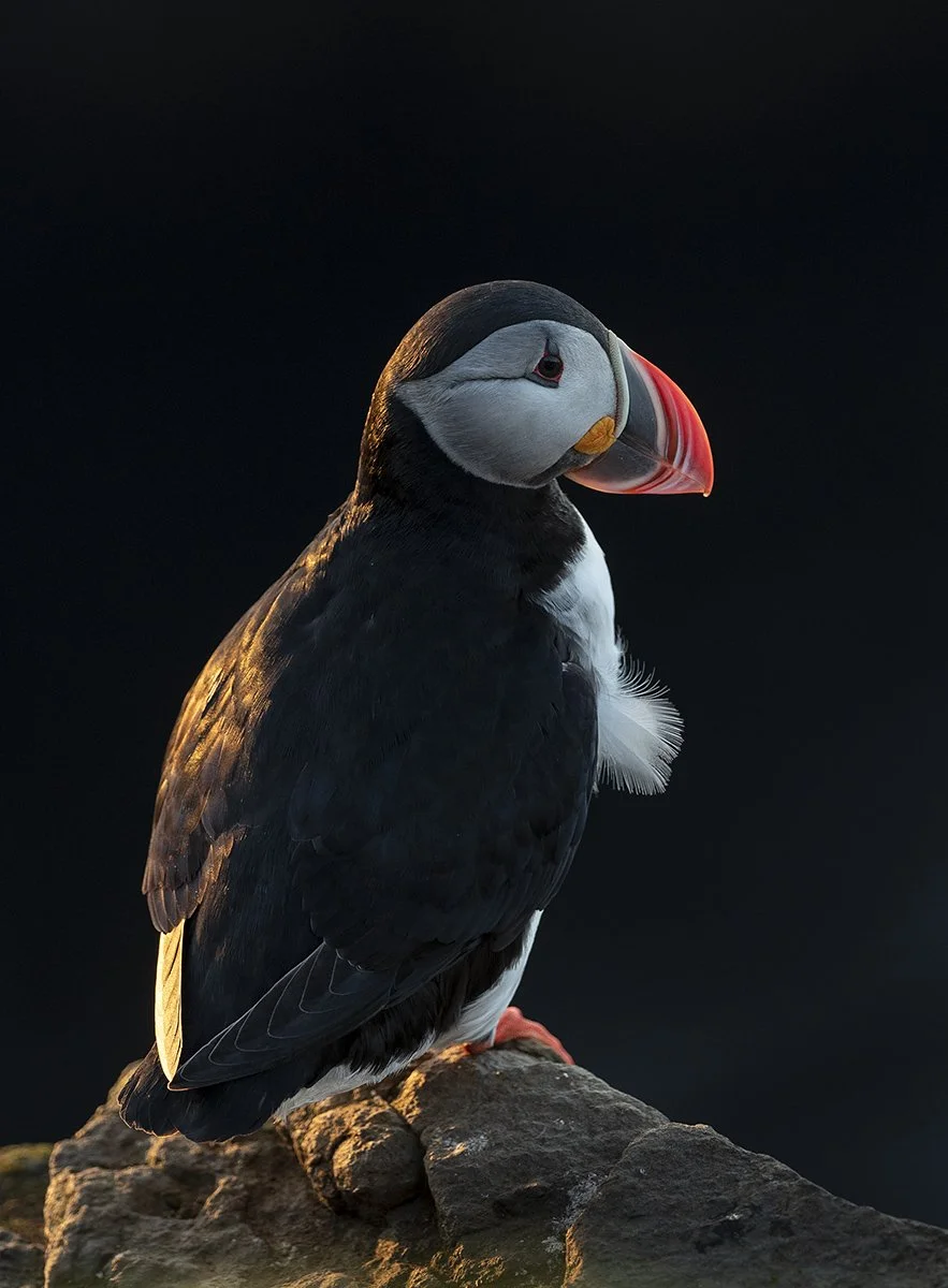 Iceland Puffins and More — Mark Buckler Photography
