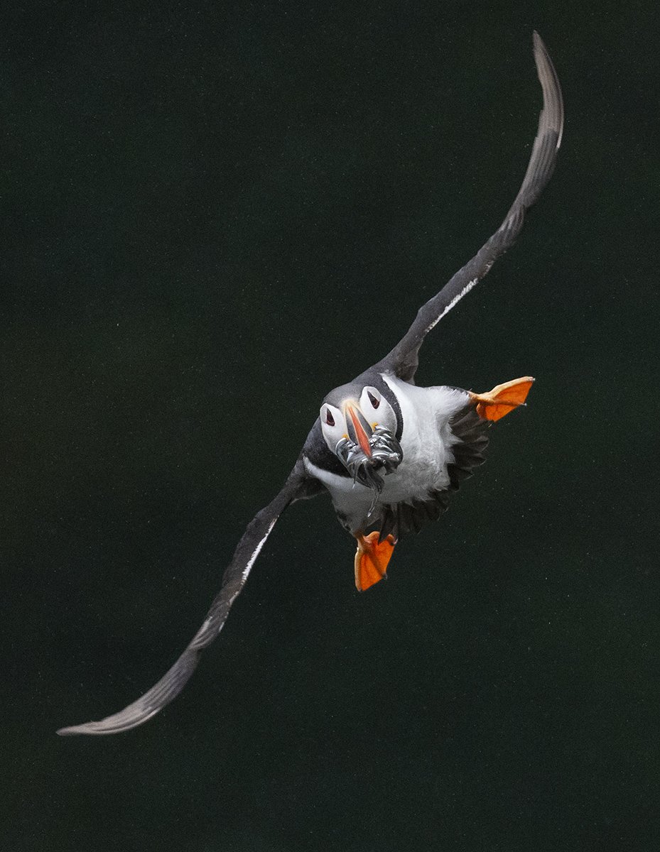 Iceland Puffins and More — Mark Buckler Photography
