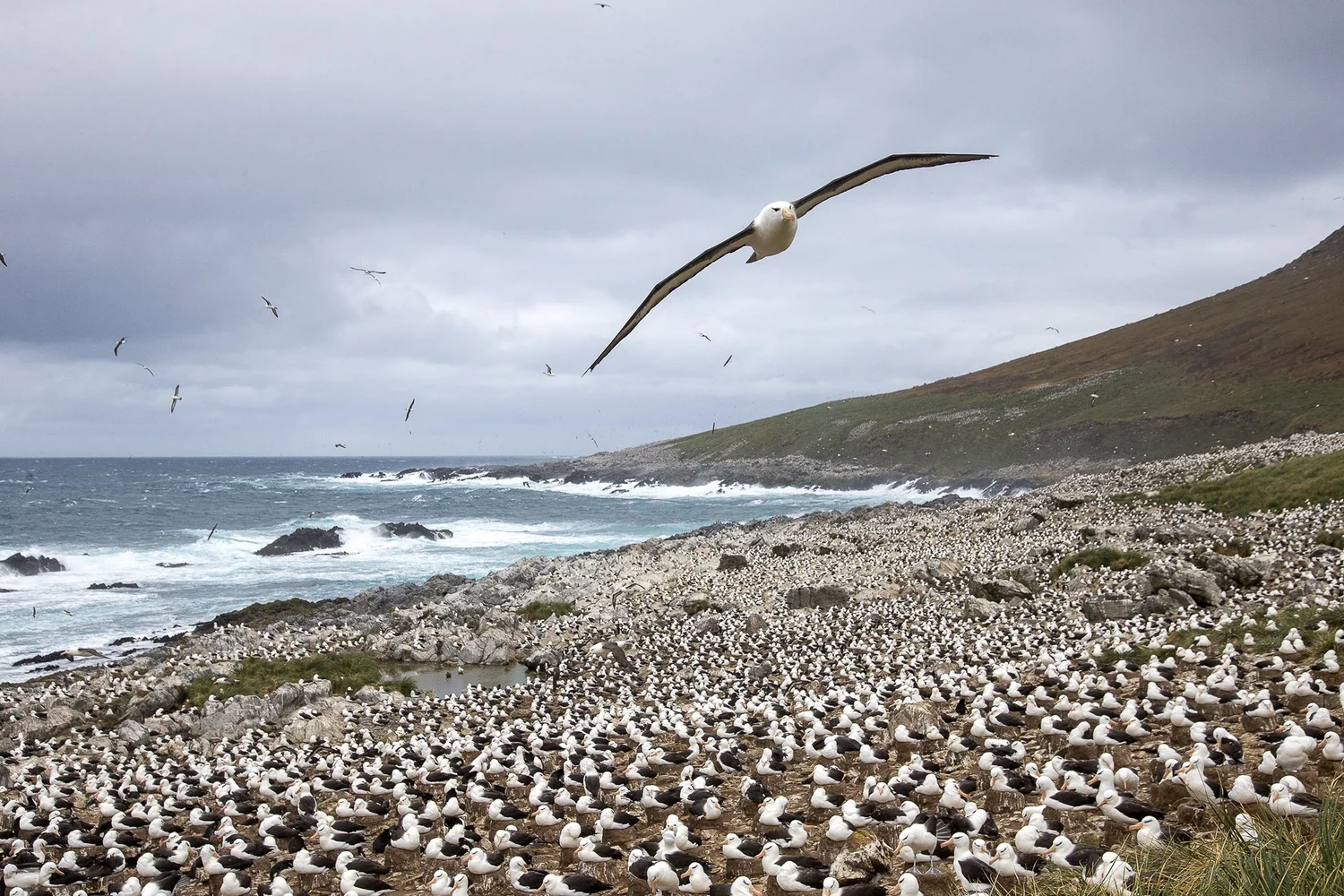 Falkland Islands Photo Expedition — Mark Buckler Photography
