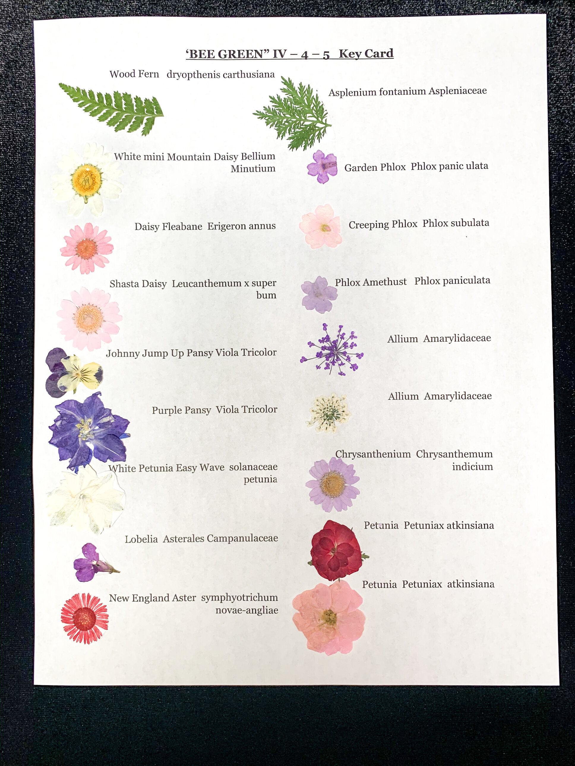 Botanical Art Class 4 (2021) — GCA