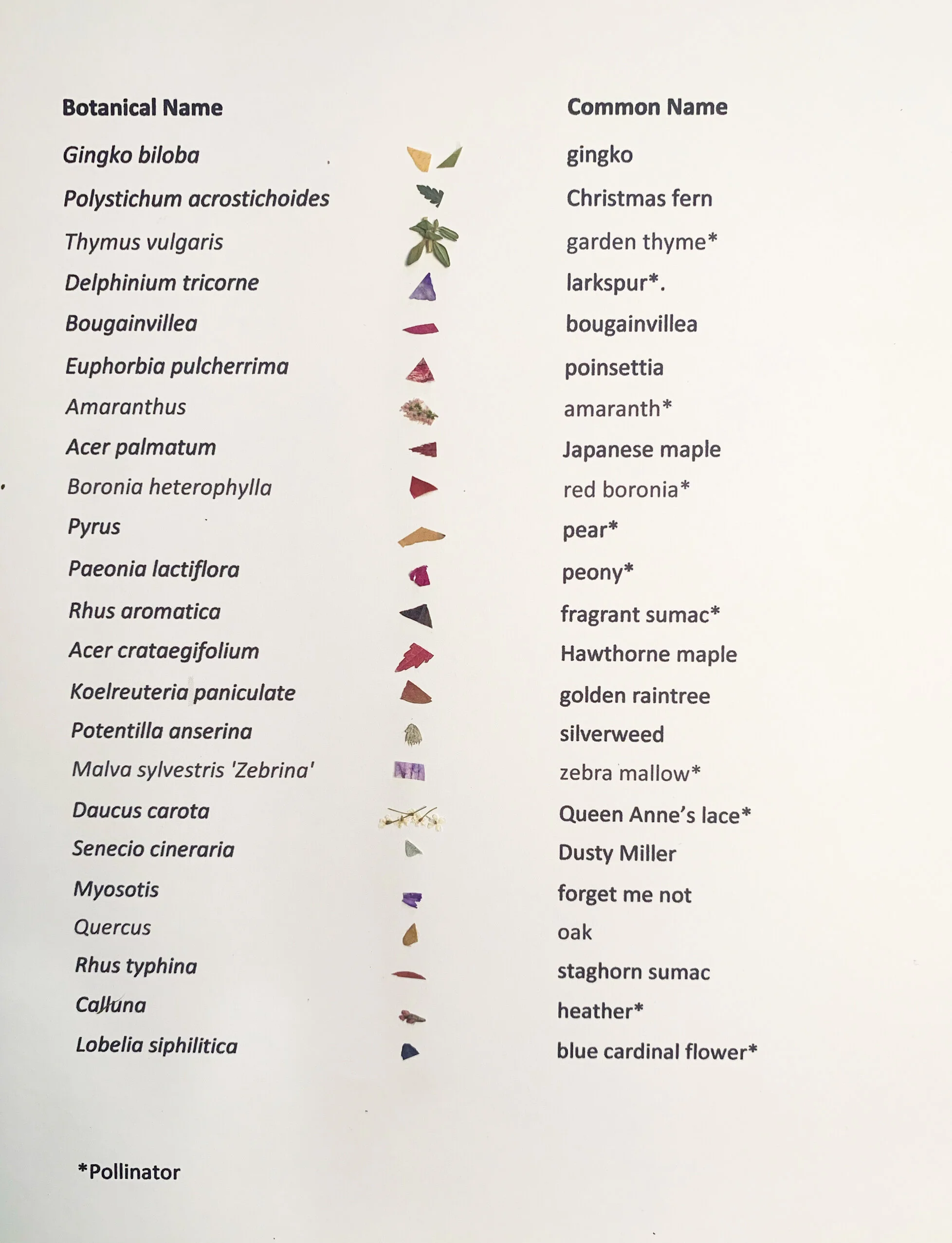 Botanical Art Class 4 (2021) — GCA