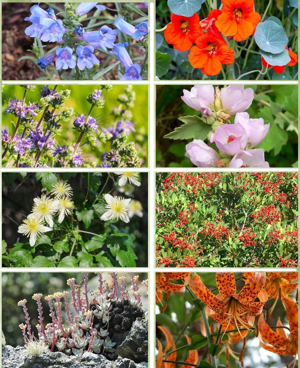 Native Pollinator Friendly Plant List — Green Valley Project