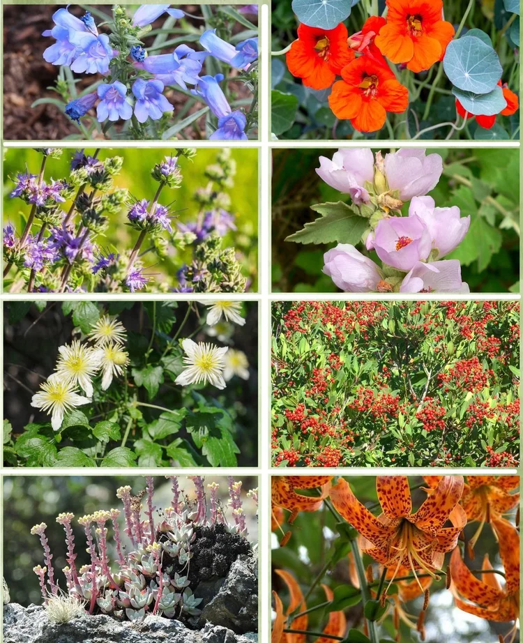 Native Pollinator Friendly Plant List — Green Valley Project