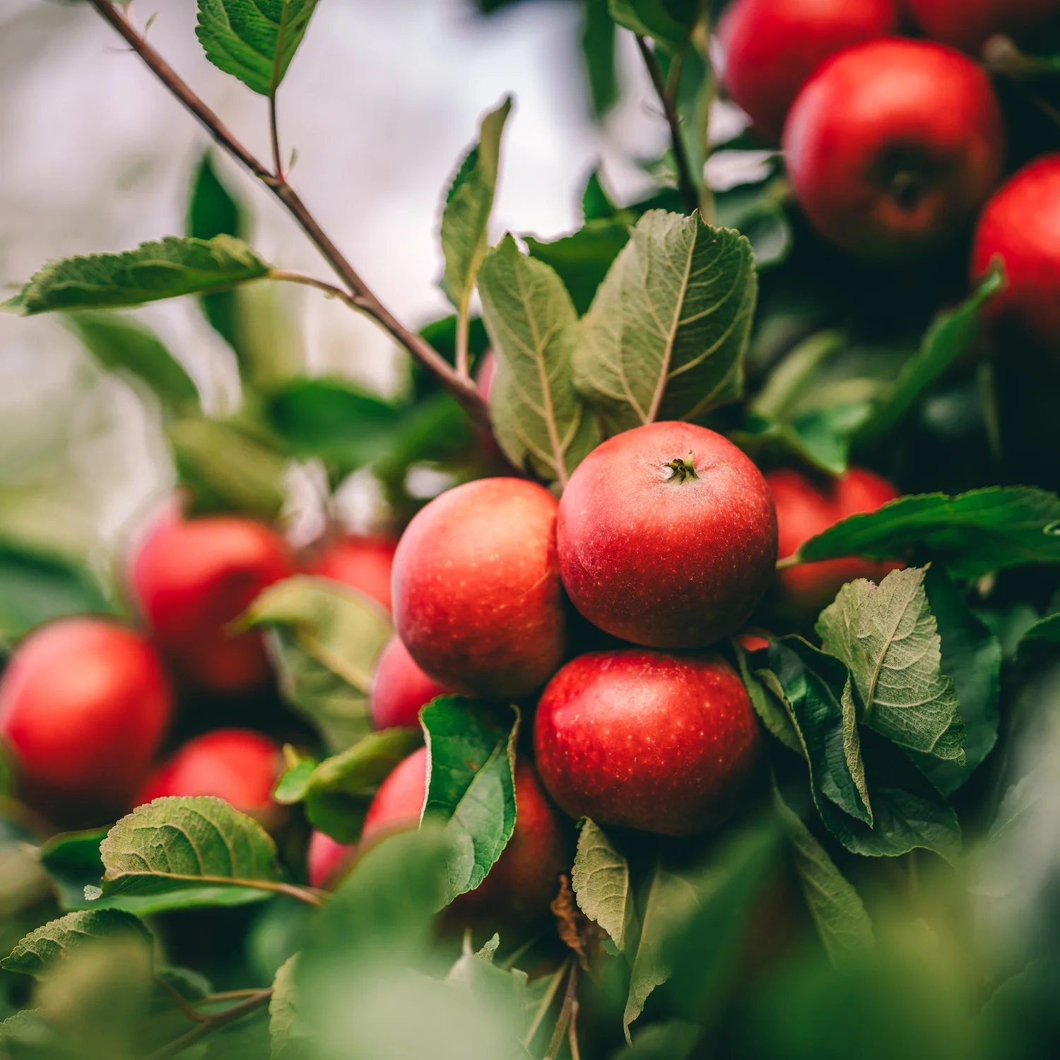 Core Values — Terra West Group