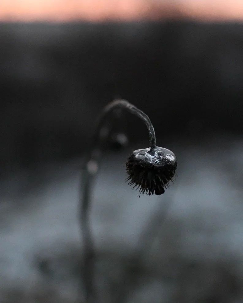 Fruits of Winter — E T O W A H